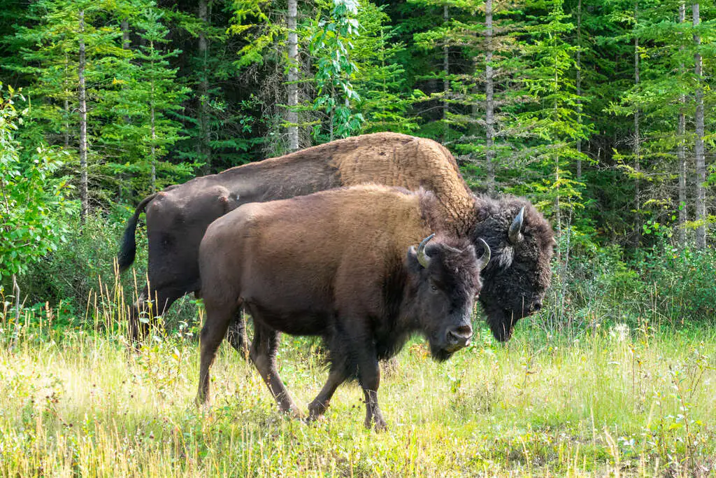 Les animaux à observer au Canada | Cercle des Voyages