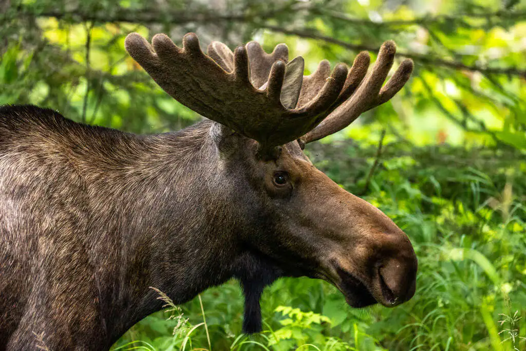 Les animaux à observer au Canada | Cercle des Voyages